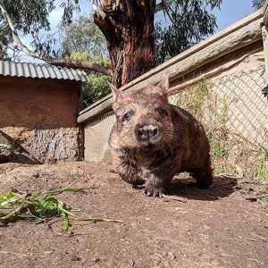 Top 5 best places to see wombats in Australia - Top 5 South Australia